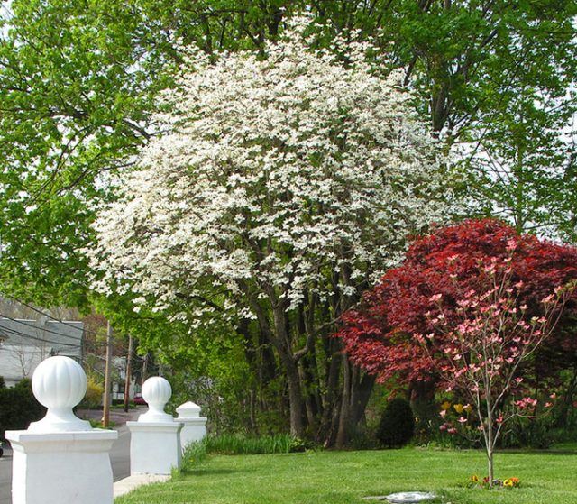 Grow Native Plants that Successfully Thrive in Southern Gardens ...