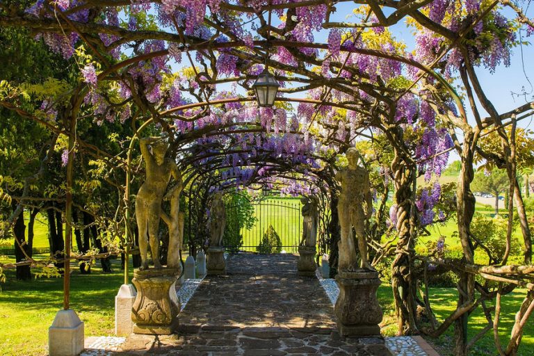 Enhance and Beautify your Landscape with Vines – Natural Tendencies ...